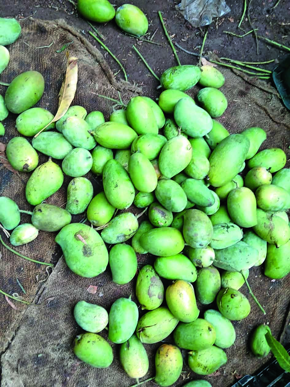 Mango orchards hit in Taloda taluka, farmers suffer losses; Along with ...