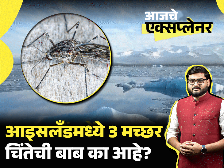3 mosquitoes found in Iceland, why is there a stir? Why are there no ...