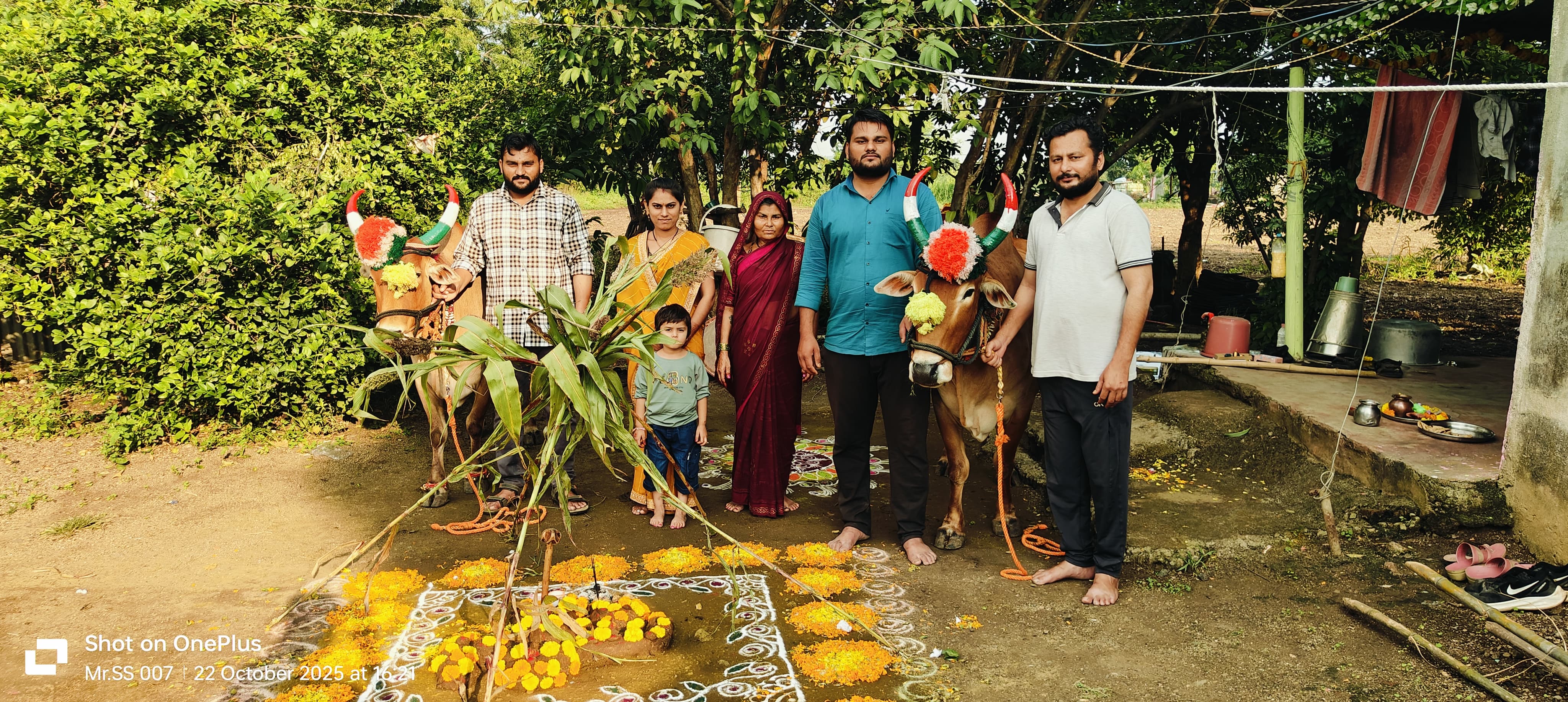 Govardhan Puja festival celebrated in traditional manner by Rajput ...