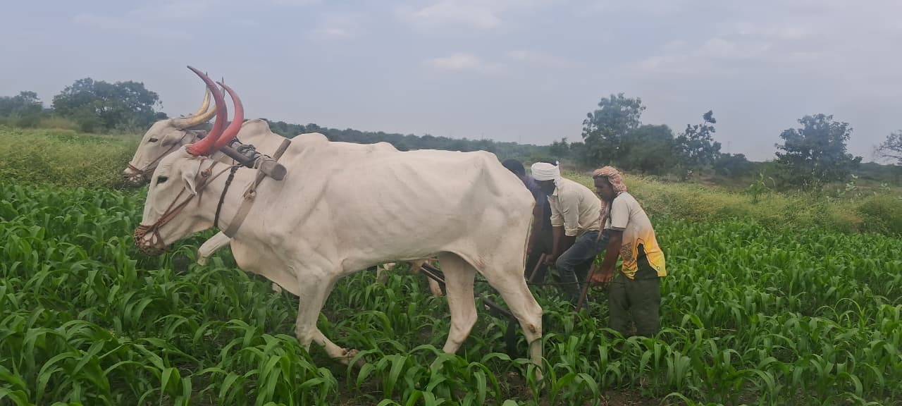 The sorghum fields in the district have bloomed; Rabi sorghum ...