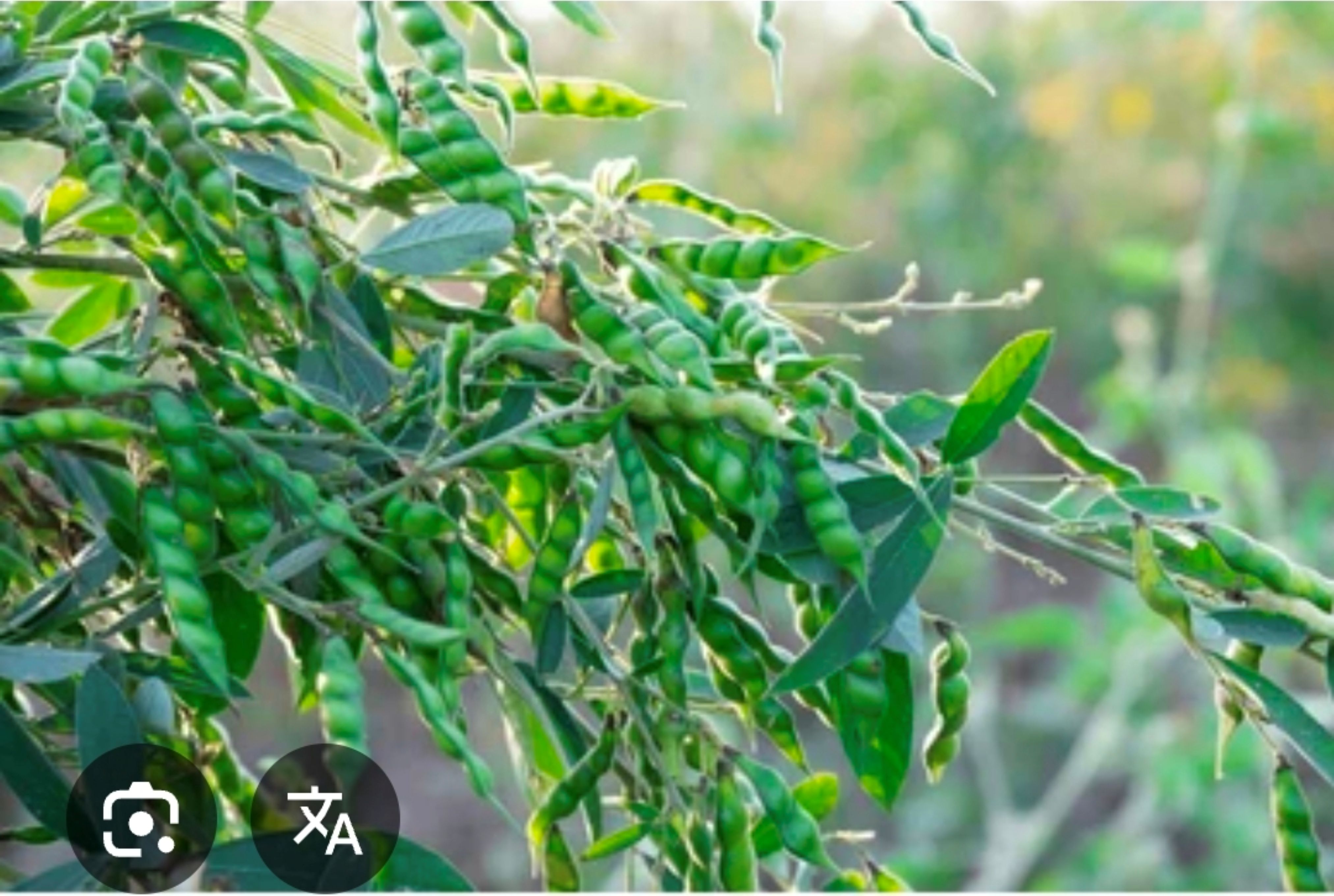 Demand for green leafy vegetables rises as prices fall, home-cooked ...