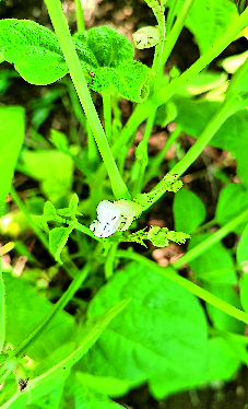 Black flower bug infestation on kidney bean crop, picture from Kage ...