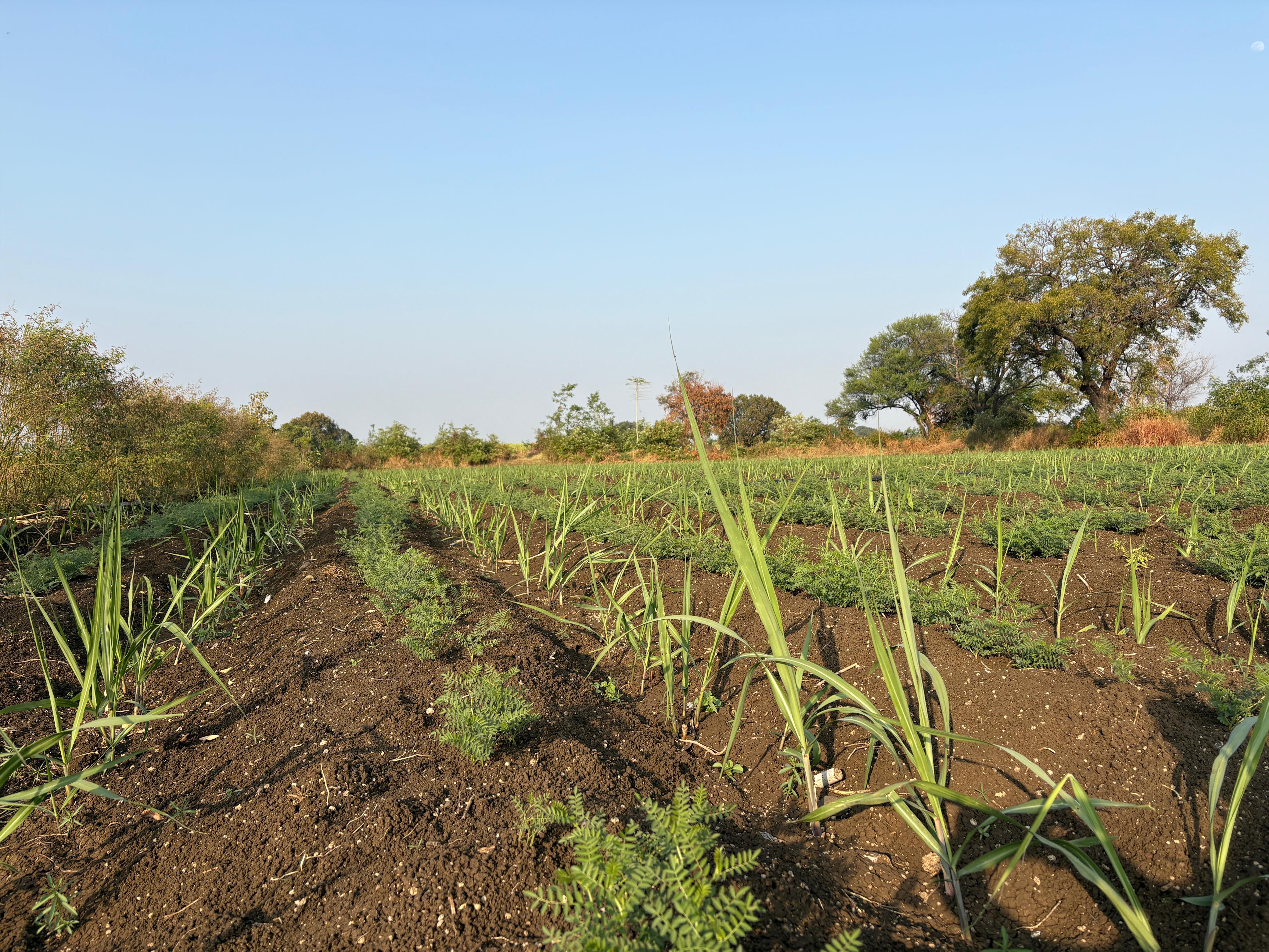 Economic revolution in Deoni through experiment with potato and gram ...