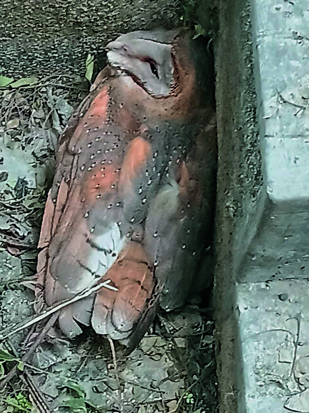 Widespread use of plastic bags during ban: 2 jays die, one owl injured ...