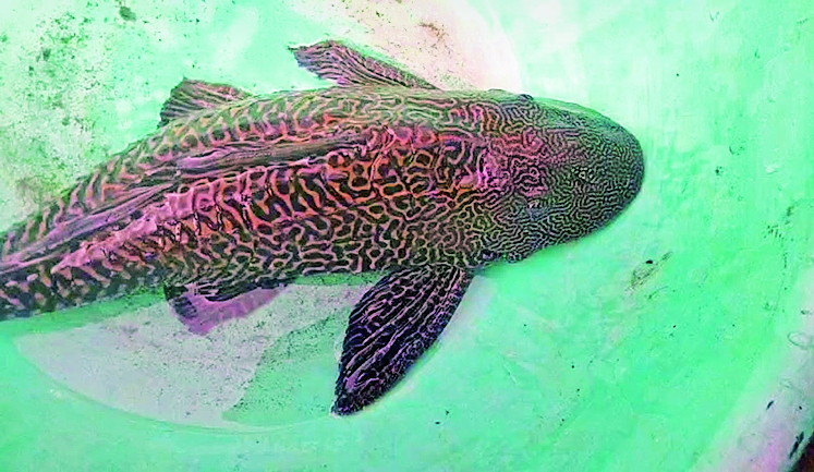 Alien fish invade Chandni River in Barshi, entry of 'sucker mouth ...