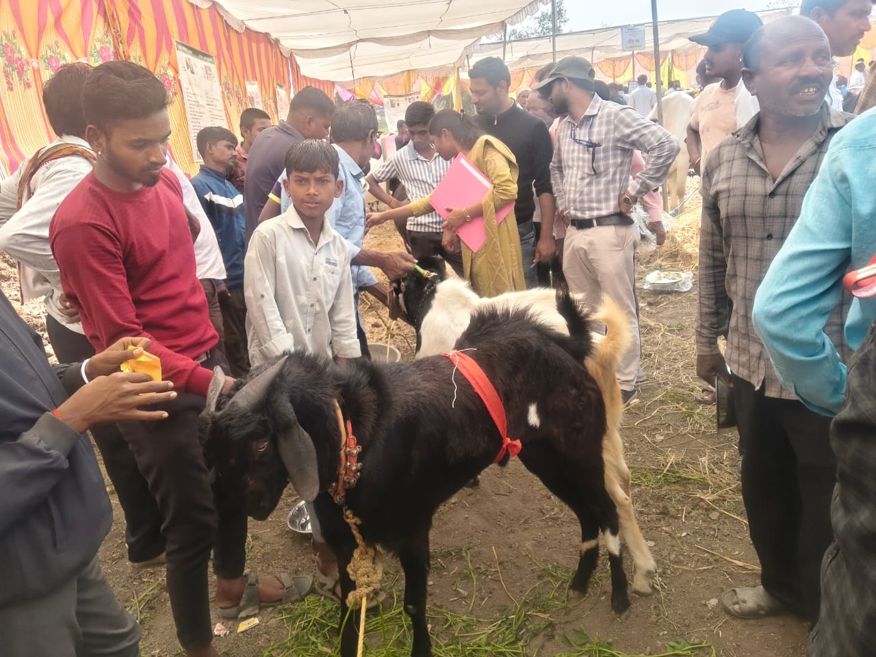 Opara Taluka Pashu Pradarshan Farce; Leaders Outnumber Animals