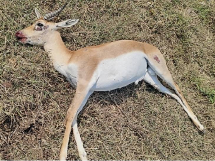Accidental death of a blackbuck on the Shirdi highway, wild animals ...