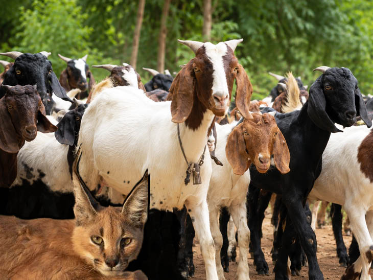 Rare Cat Caracal Killed By Villagers After 50 Goats Slaughtered | Revenge