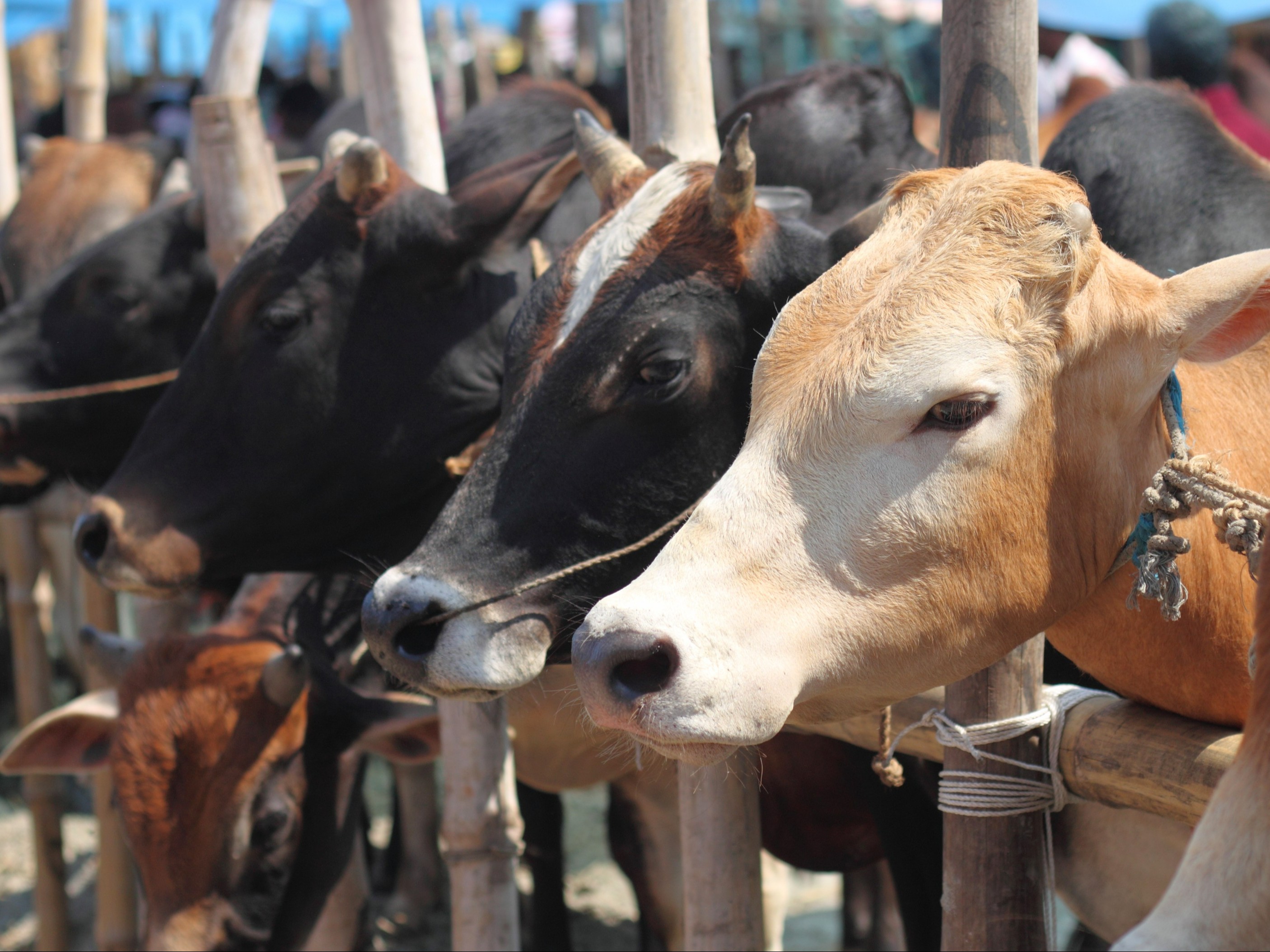 West Bengal Cow Slaughter Ban: Fitness Certificate Rule Implemented