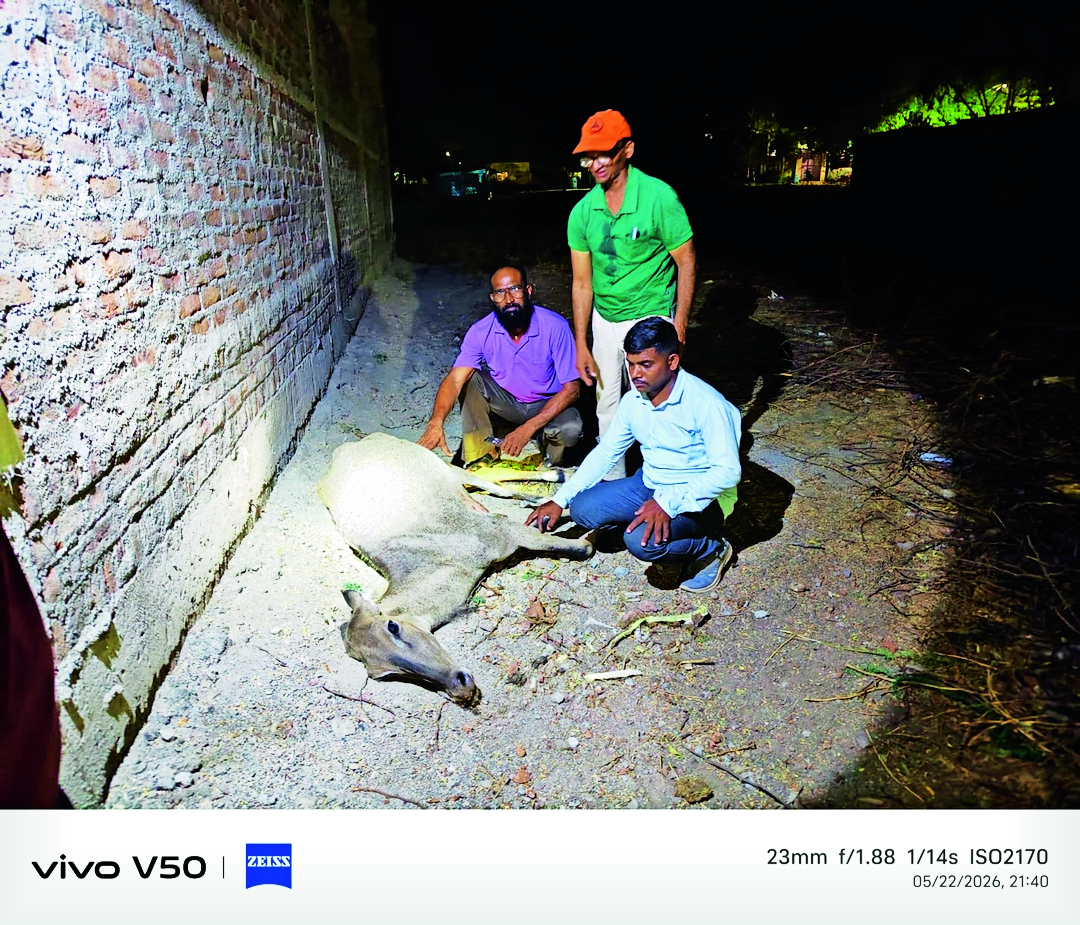 Blackbuck, nilgai seriously injured in dog attack, farmers informed the ...