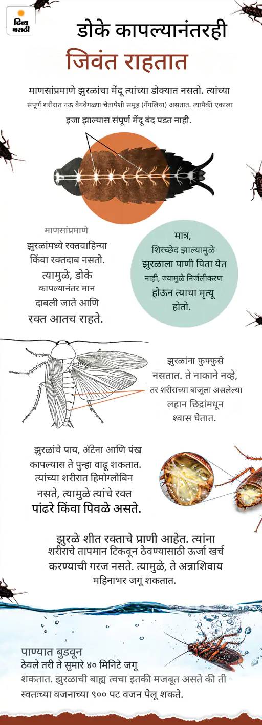 Cockroach Survival Facts; Nuclear Resistance | Dinosaur Era Insects Science