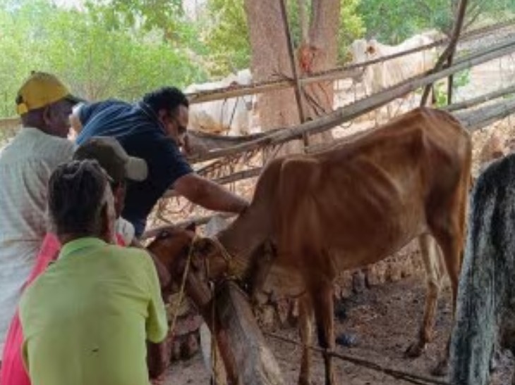 Maharashtra FMD Vaccination Drive: 1.19 Crore Doses Ready, 20 New Cold ...