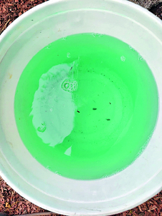 Chemical wastewater from DMIC is flowing into drains; well water is ...