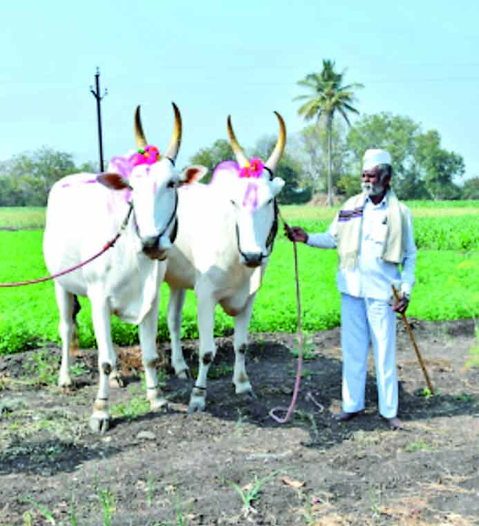 'Chitya-Dhingana' pair of bullocks for the palanquin, Sampat Bhalerao's ...