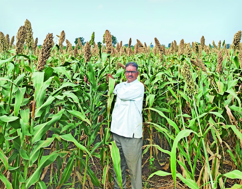 78 quintals of jowar in six bighas of land; Profit of one lakh earned ...
