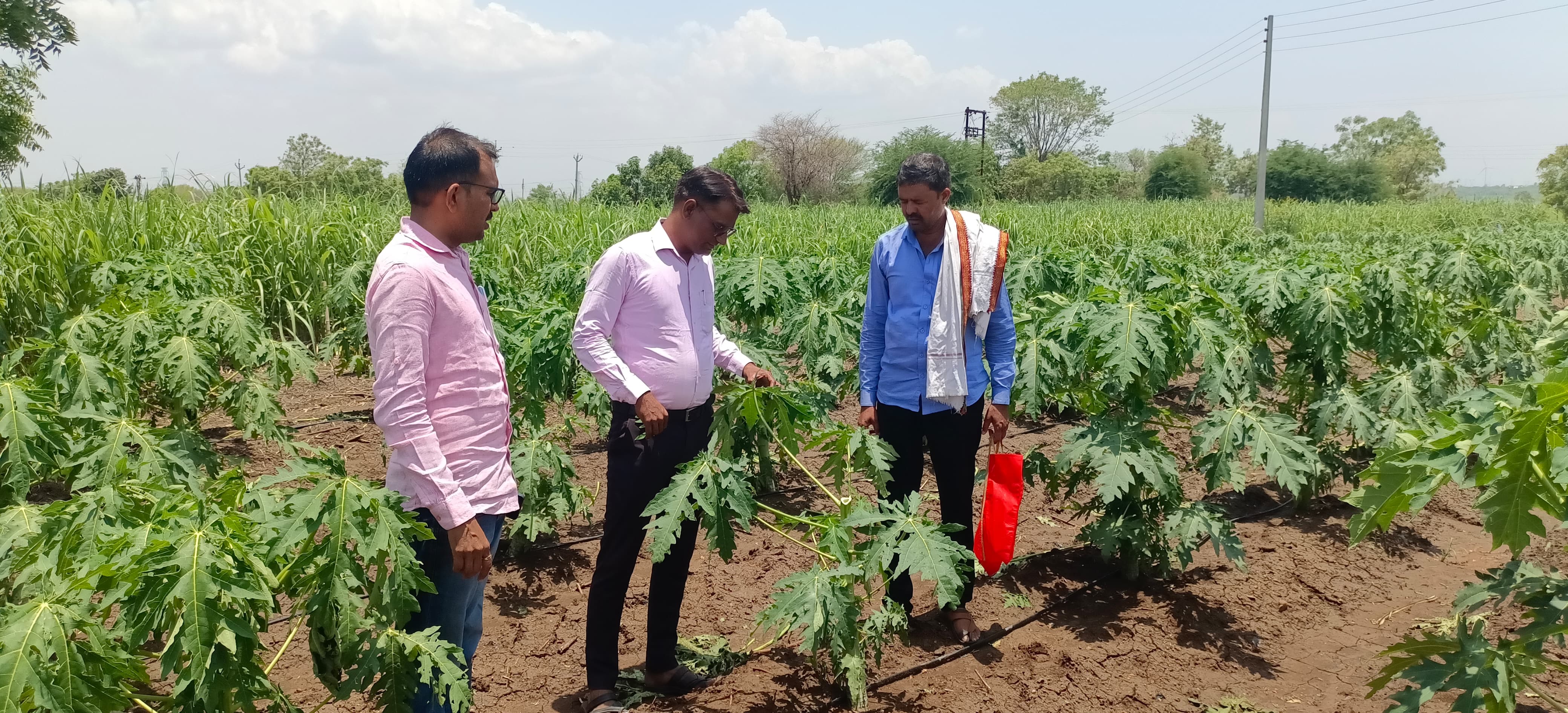 Tehsildar inspects damaged farmer's papaya orchard