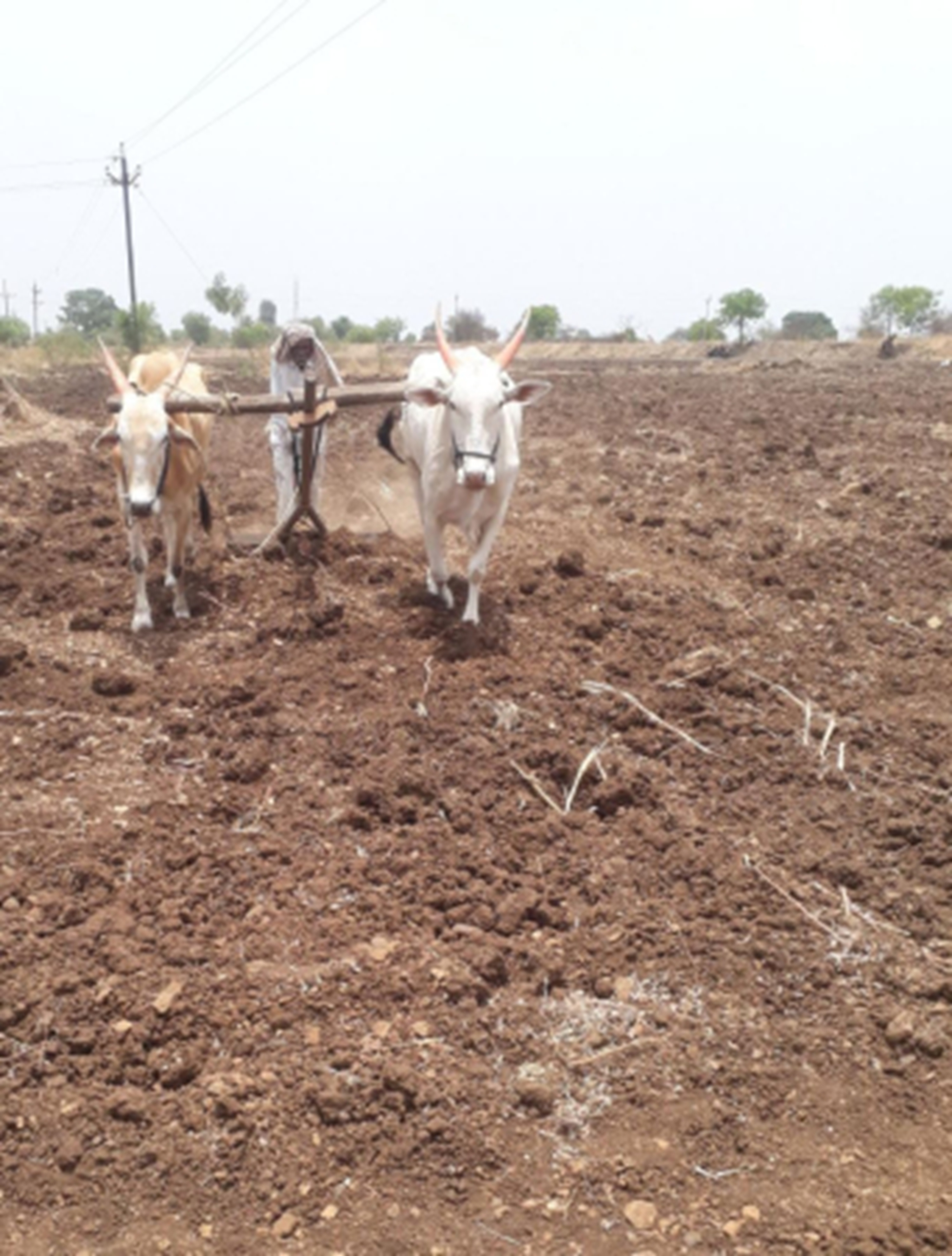 Sugarcane has increased in Paranda, the average area will decrease ...