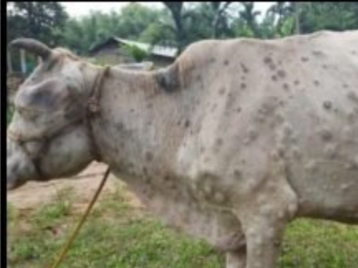 Maharashtra Animal Husbandry Commissioner Urges Vaccination Drive ...