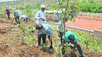 Plantation of 300 extremely rare trees that are about to become extinct ...
