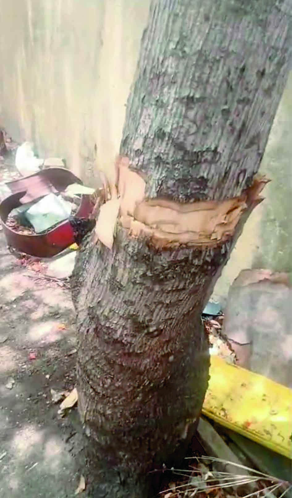 Ashta ZP. 20 old trees in the school were cut with an axe, causing ...