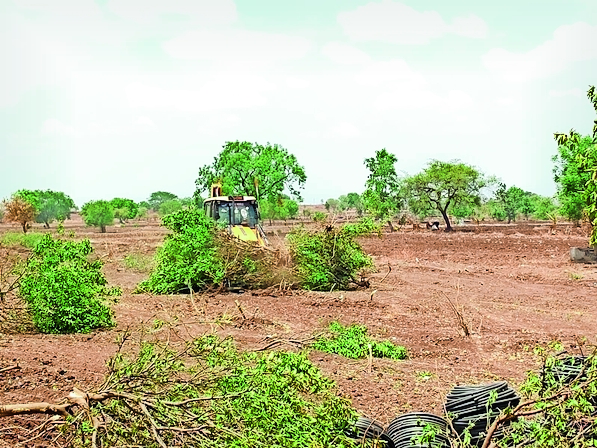 JCB rolls over citrus orchard in Talani; Gardeners devastated by price ...