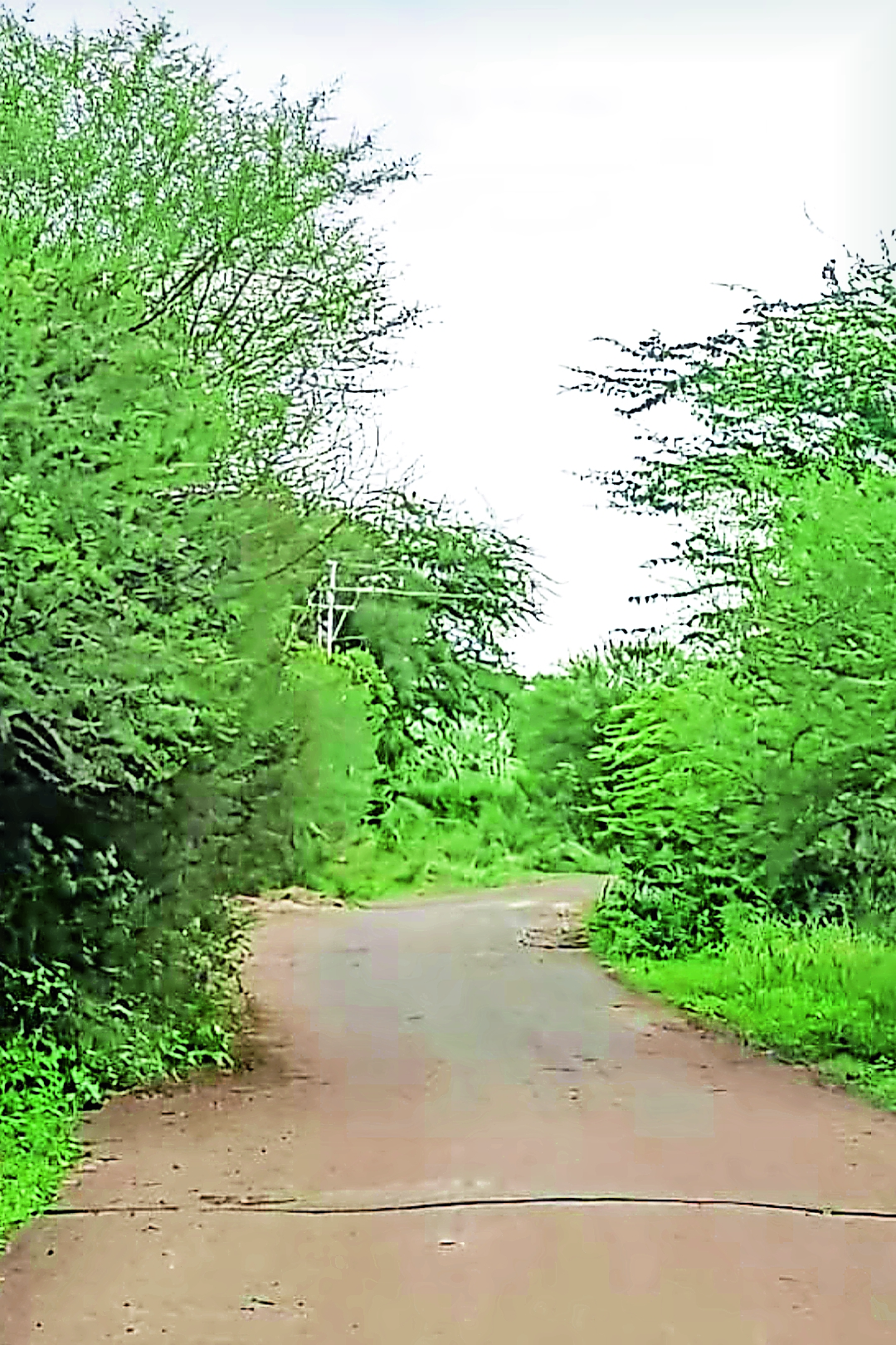 Sakol-Honmal road is covered in trees; Risk of accidents increased ...