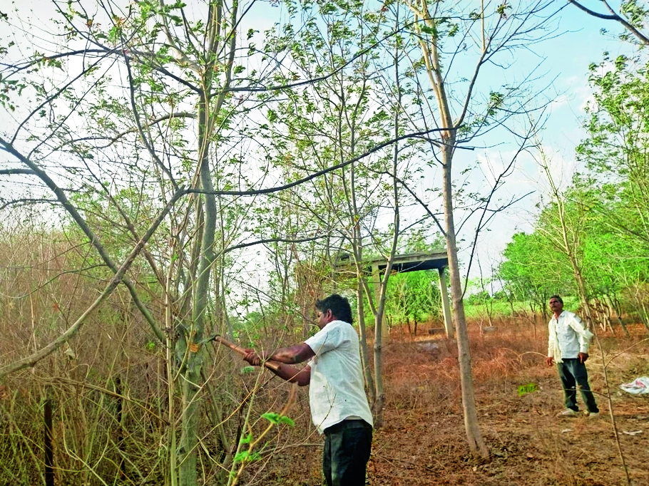 Farmers removed the obstruction on the 6 km electricity line, cut down ...