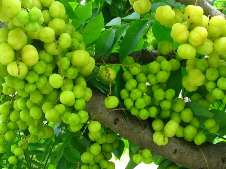 rajasthan citizen amar singh start amla plant farming