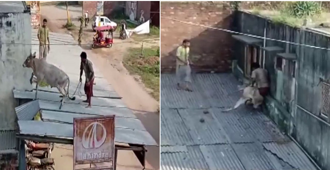 બંધ કારખાનાના છાપરે ચડી ગયો આખલો, નીચે ઉતારવામાં મૂક્યો જીવ જોખમમાં ...