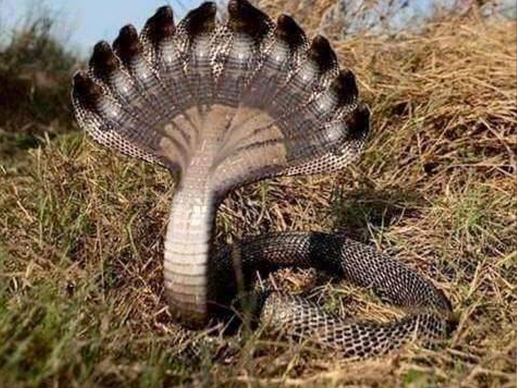 This city of India is true Nagalok where Toxic snakes an alert for the ...