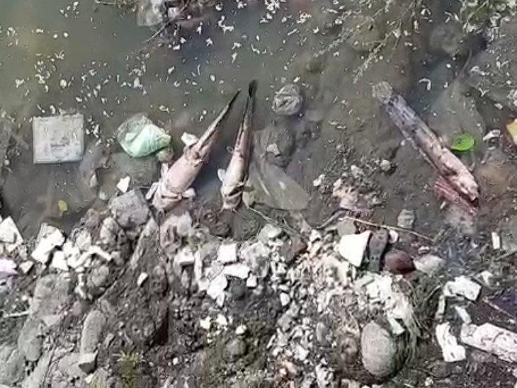 many fish death in ajidam by water pollution in rajkot | રાજકોટના ...
