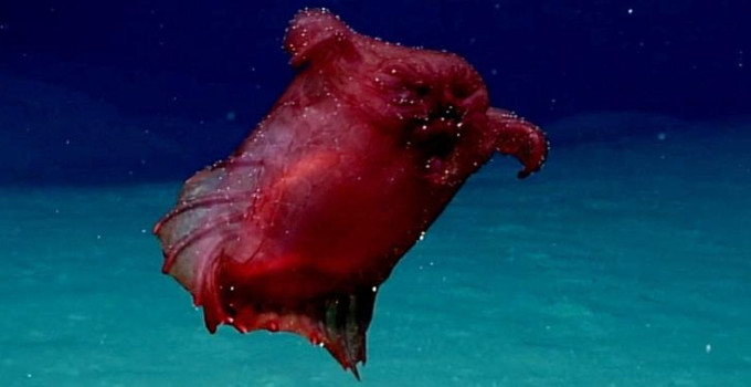 headless chicken monster of the deep sea,દરિયાના પેટાળમાં જોવા મળ્યું ...