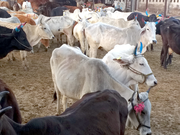 now dahod cow get identity like geer and dangi cow in gujarat ...