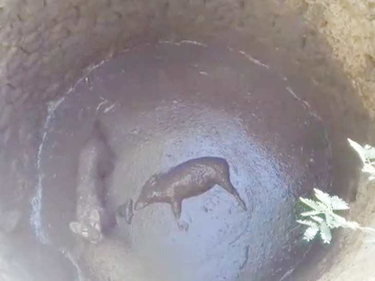 lion fall in well near rajula so forest department take rescue