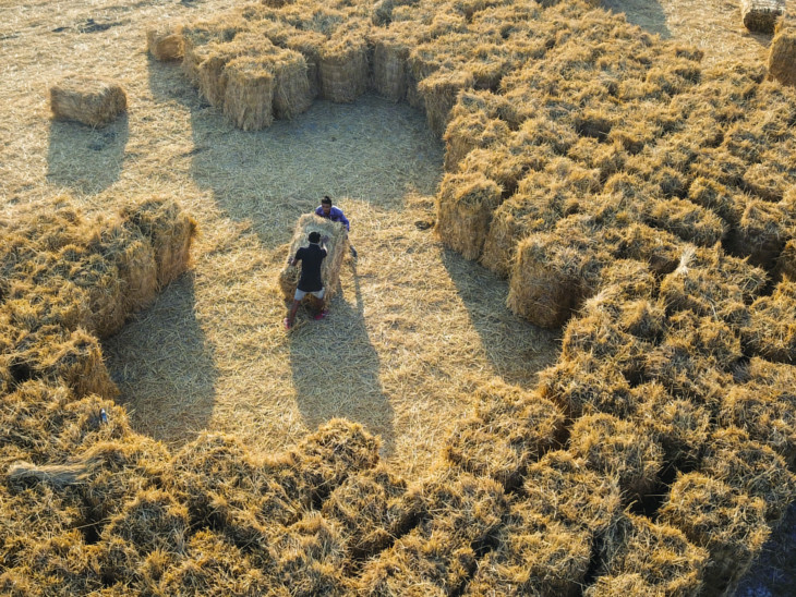 Instead of burning paddy straw, its bale made as a fodder for sale ...