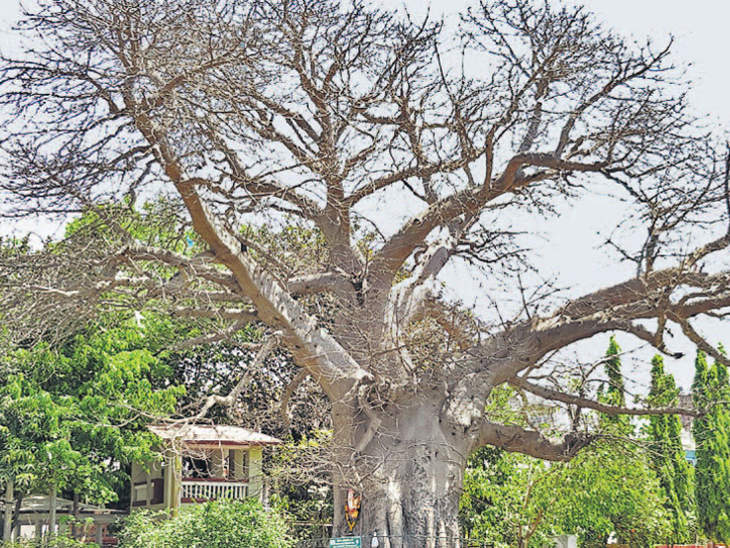 tree lovers of Surat city | સુરતીઓના વૃક્ષપ્રેમને લીધે આજે પણ શહેરમાં ...