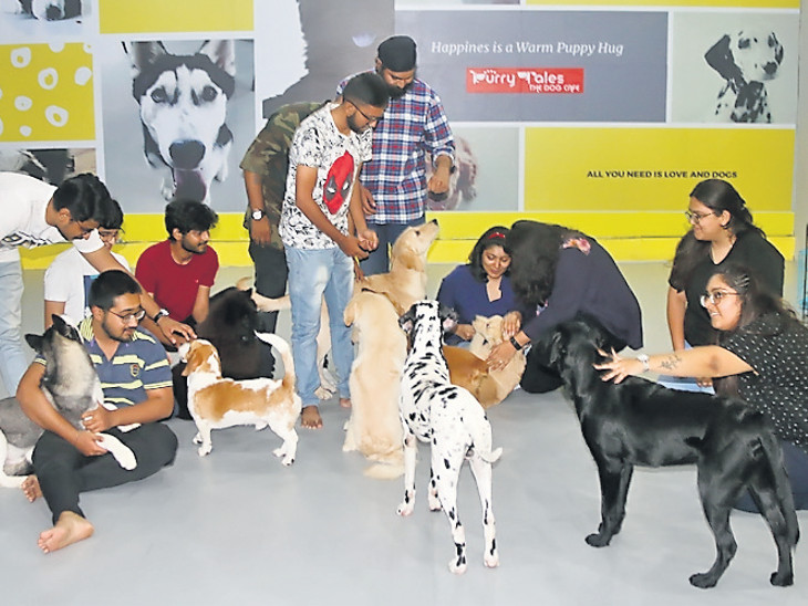 Gujarat's first 'dog cafe' opened in Ahmedabad to play with dogs