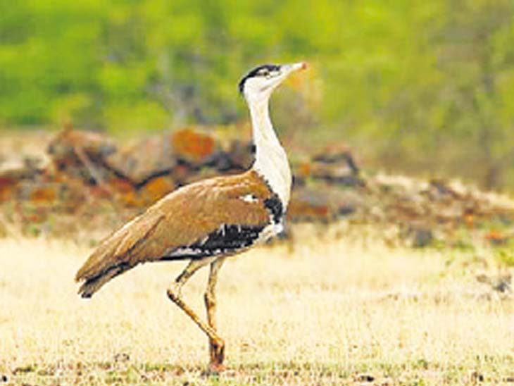 The last hope of Ghorad's hierarchy in Kutch is lost | કચ્છમાં ઘોરાડનો ...