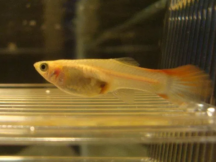 gujarat government will cultural guppy fish to reduce the spread of ...