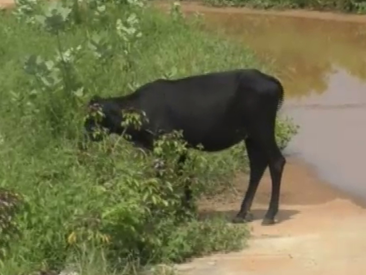 Aravallis Modasa RTO track closed than license want people reach to ...