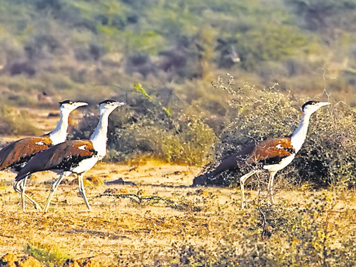 gujarat states last male Ghorad crossed the international border to ...