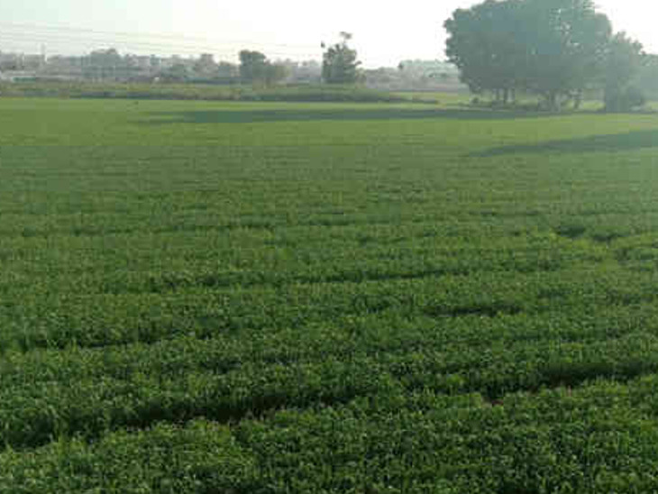 95 percent sown cultivation in Gujarat completed, 100 percent sowing in ...