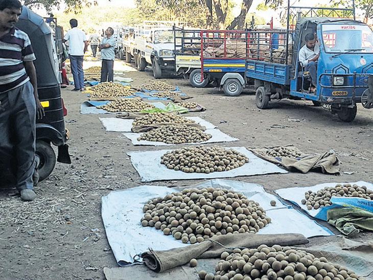 Chiku will be auctioned in phases at Amalsad Yard. A list of villages ...