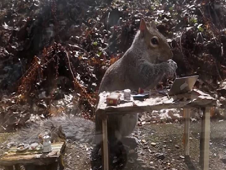 Video of squirrel working from home on laptop with miniature furniture ...