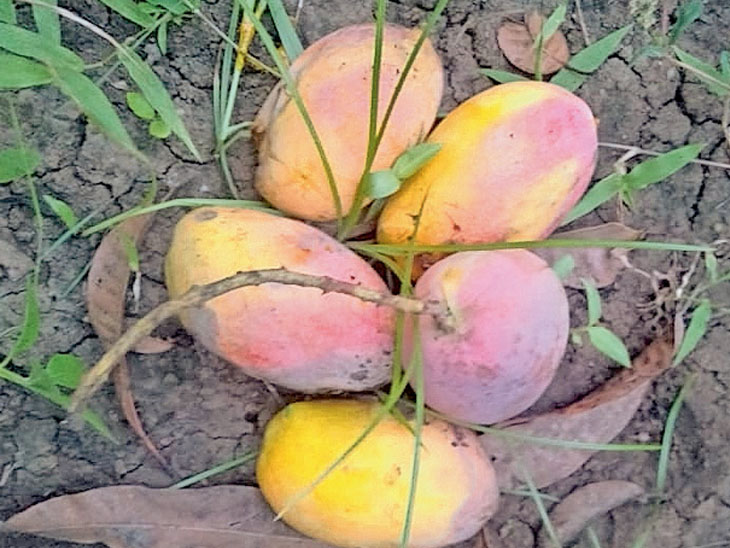 Farmers turn to 3 decades old endangered mango variety, Pyari, Malgobo ...