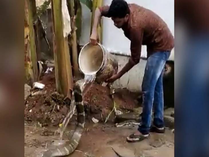 Viral video shows man giving head bath to King cobra | વાઈરલ વીડિયો: ગરમીમાં કેરળના સ્નેક ...