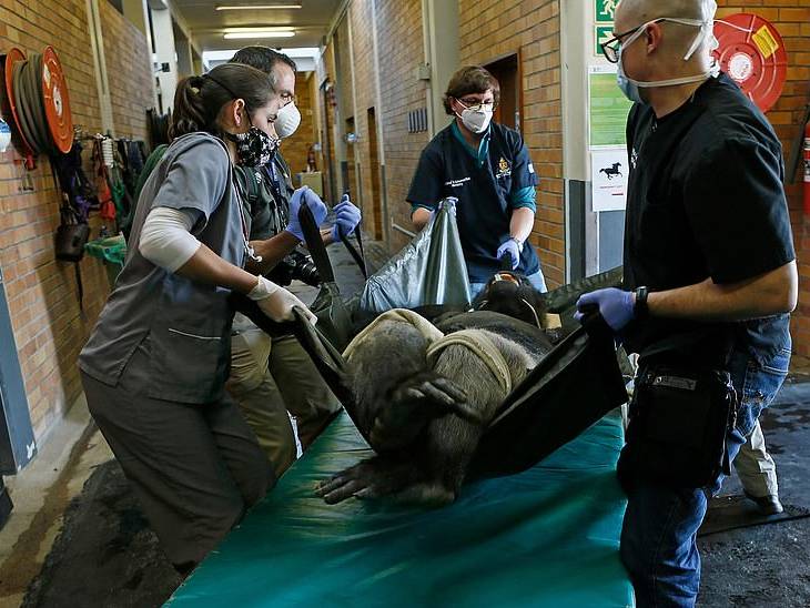 medics send sleeping Makokou the gorilla into CT scanner after 35-year ...