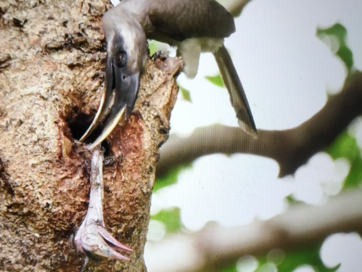 Death of 3 cubs of Chilotro, considered rare in Gujarat, petition to CM ...