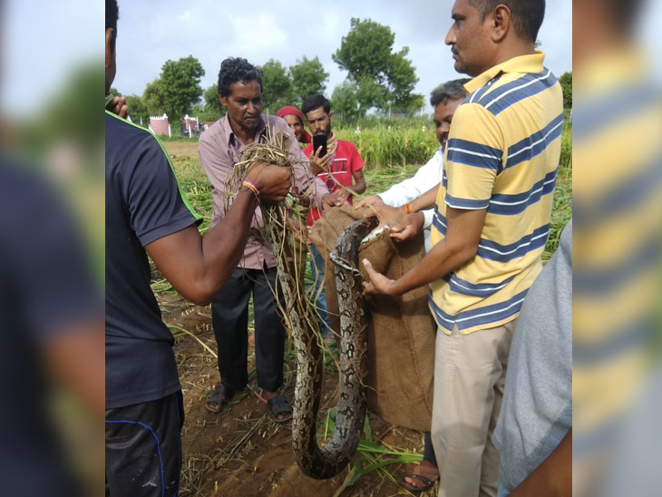 A 10 feet long python was rescued in Atarsumba of Kapadvanj | જીવદયા ...