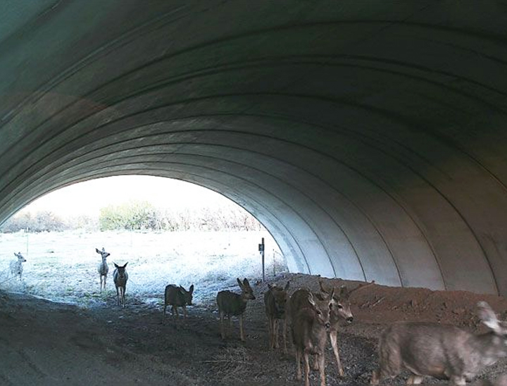 Five and a half thousand wild animals passed through the country's ...